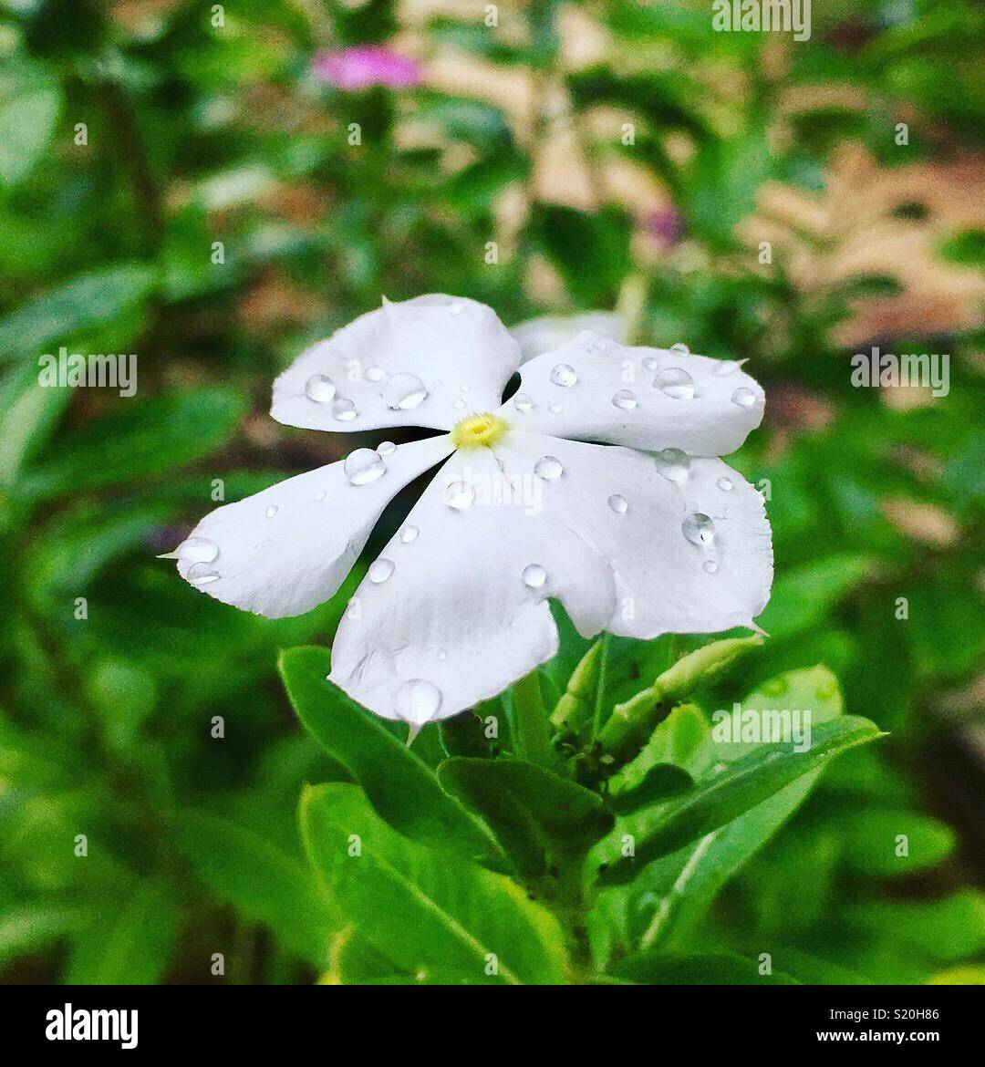 Understand nature hi-res stock photography and images - Alamy