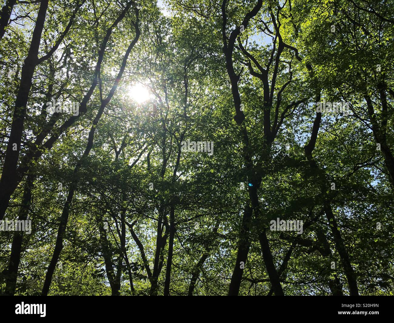 Trees in Highgate Wood in London, England Stock Photo - Alamy