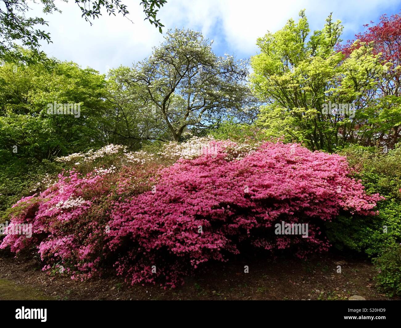 Devon flowers hi-res stock photography and images - Alamy