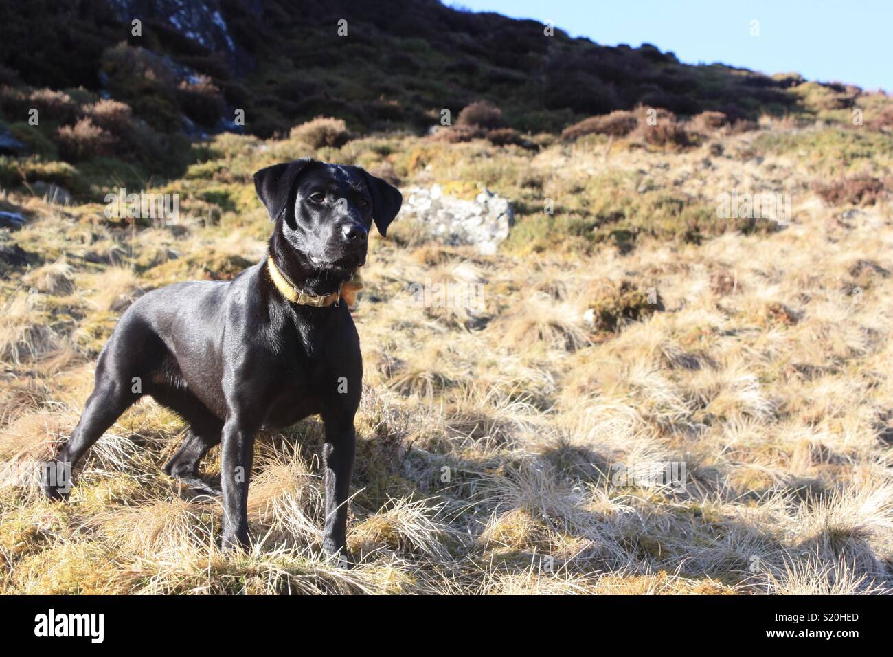 Working black labrador in Sma Glen, Scotland Stock Photo - Alamy