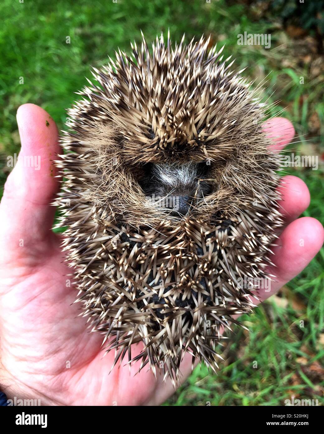 Hedgehog in the hand Stock Photo - Alamy
