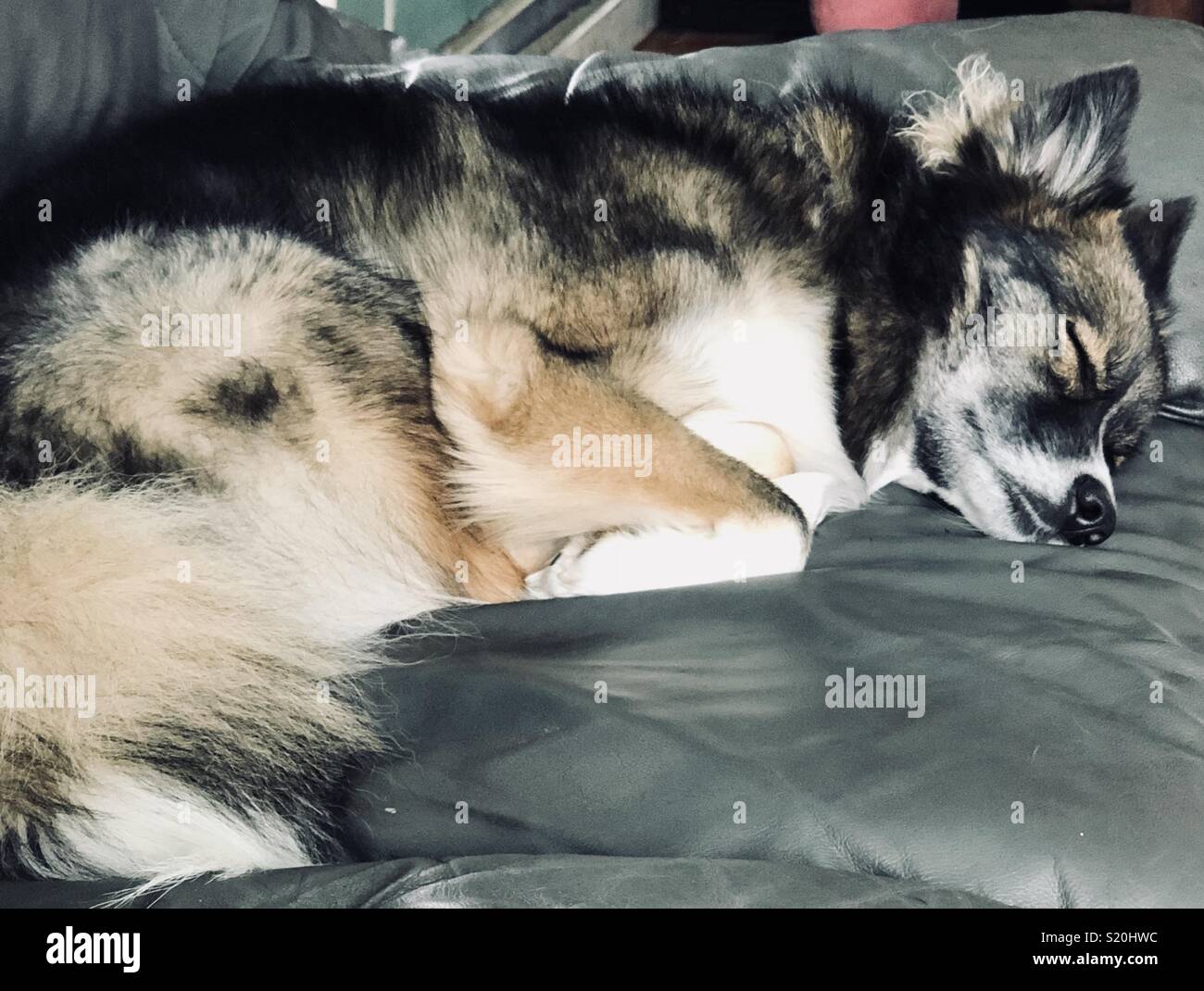 Cute pomsky hi-res stock photography and images - Alamy