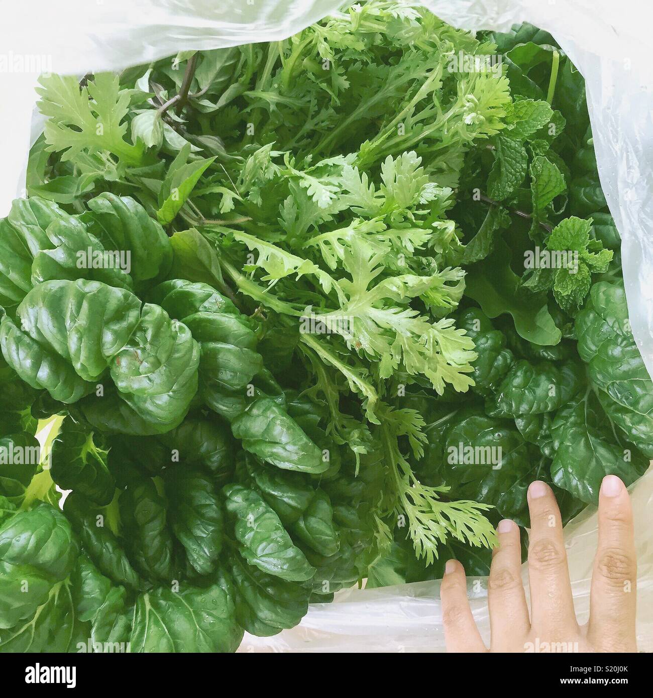 Female hand opening bag of organic green leafy vegetables from a home ...