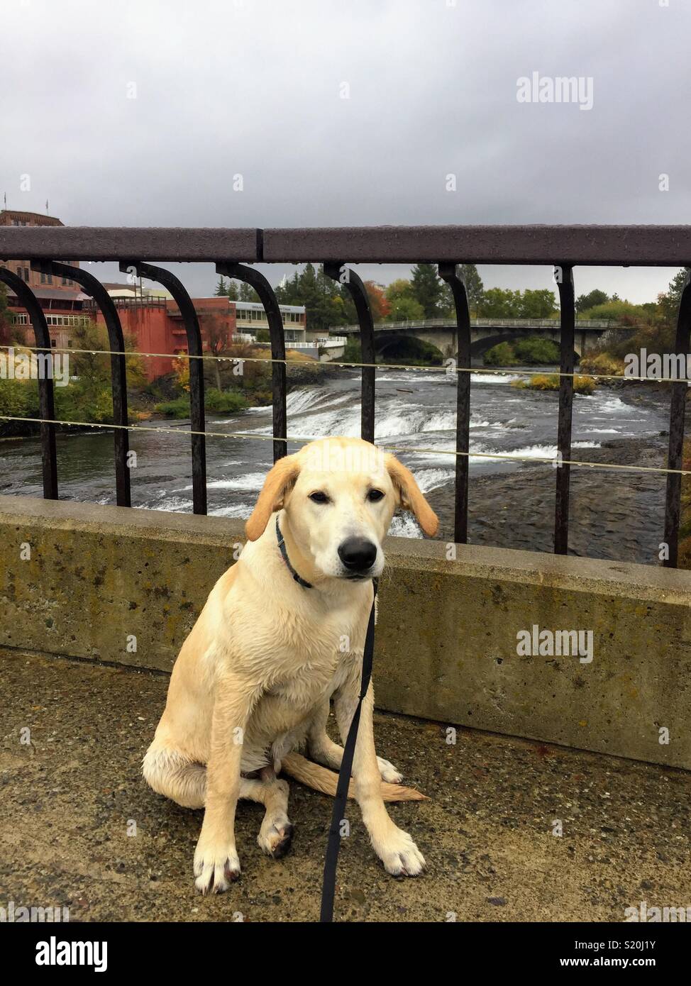Wet lab hi-res stock photography and images - Alamy