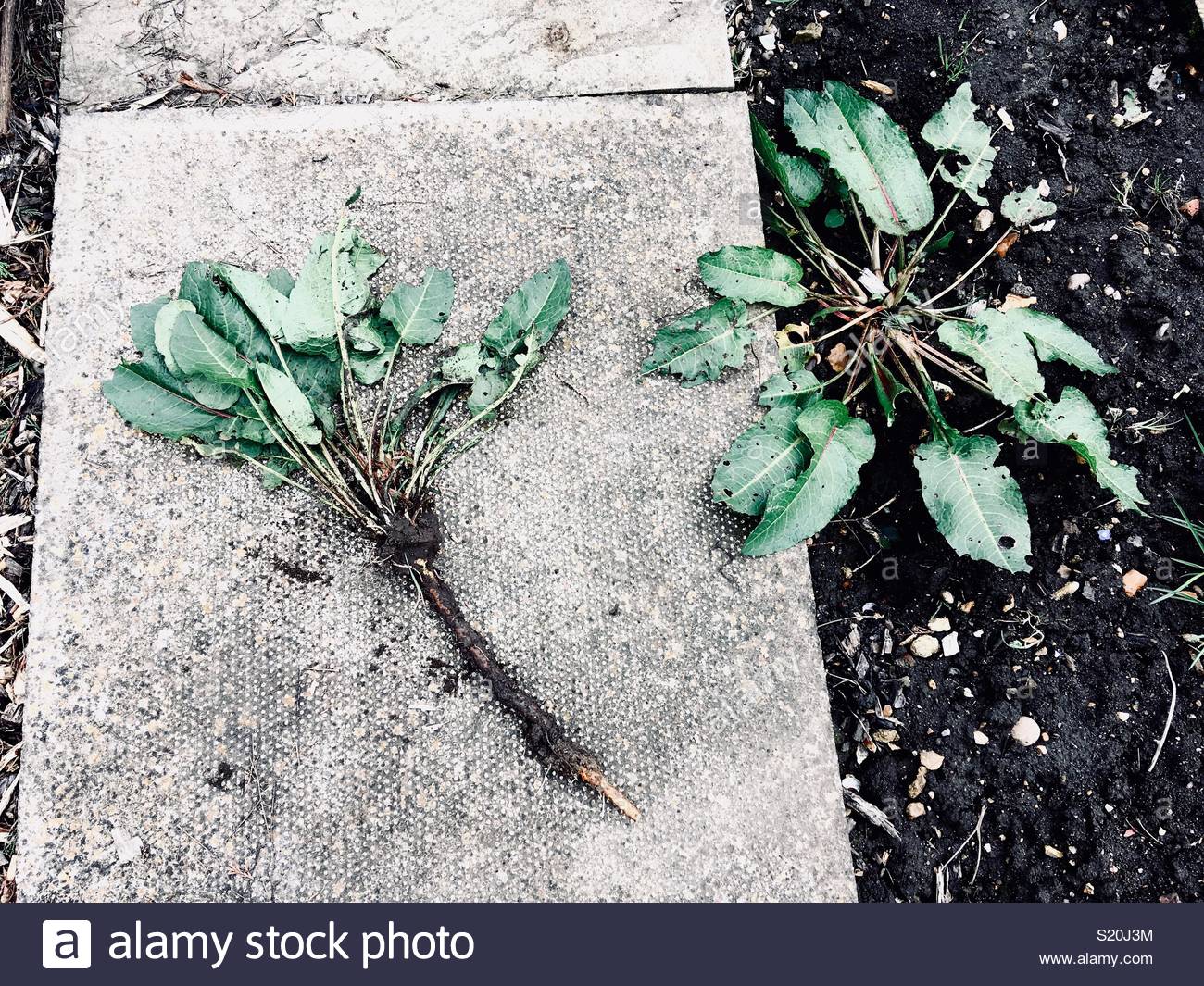 Dock Plant High Resolution Stock Photography and Images - Alamy