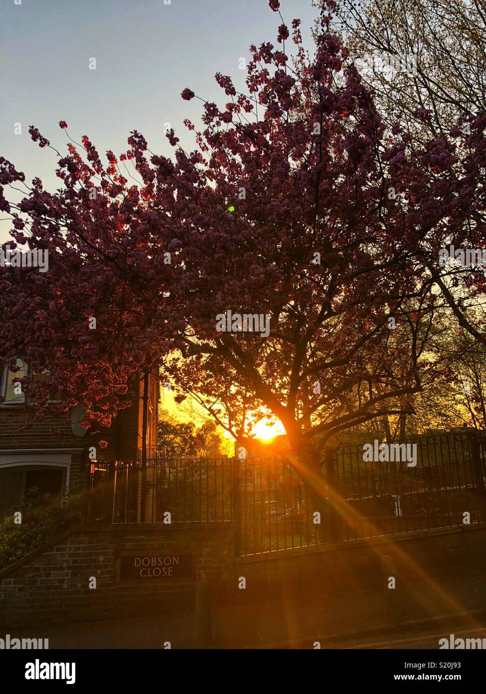 Cherry blossoms at golden hour hi-res stock photography and images - Alamy
