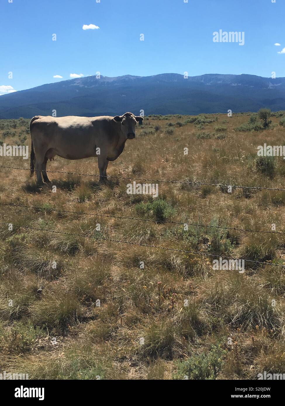 Moo said the cow Stock Photo - Alamy