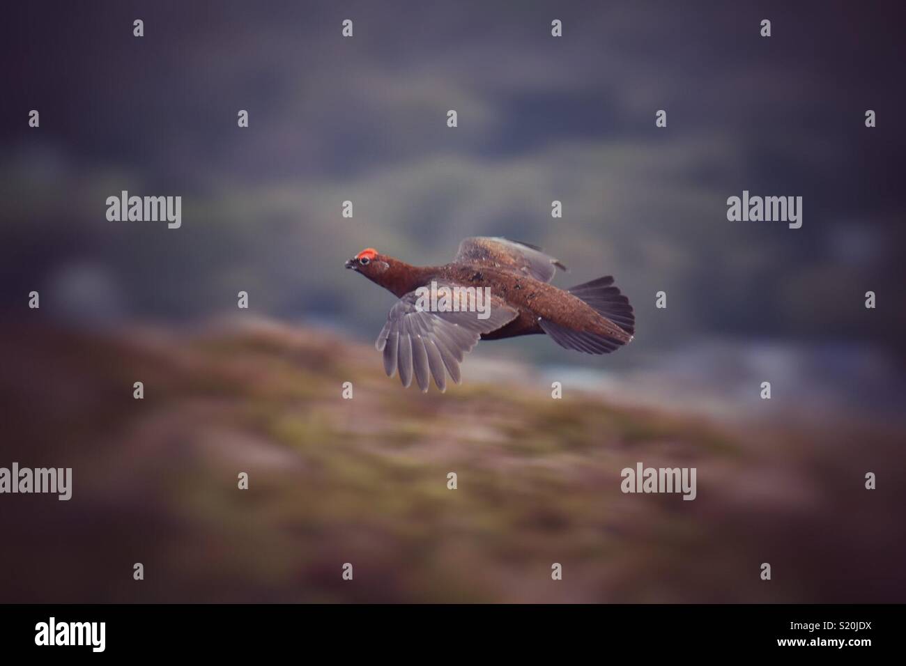 Flying grouse hi-res stock photography and images - Alamy