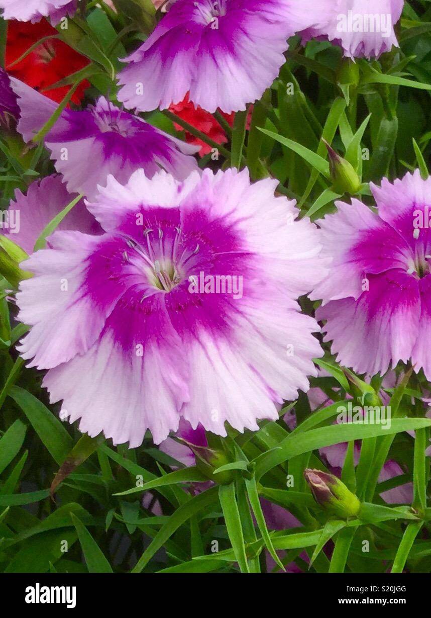 China pink flower hi-res stock photography and images - Alamy