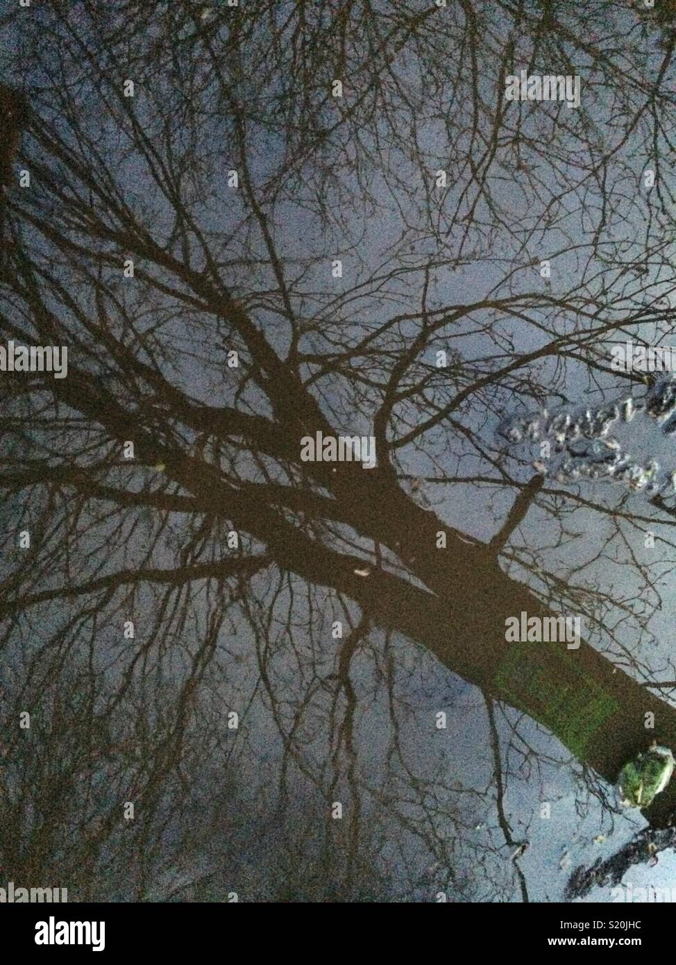 Reflection of the tree branches hi-res stock photography and images - Alamy