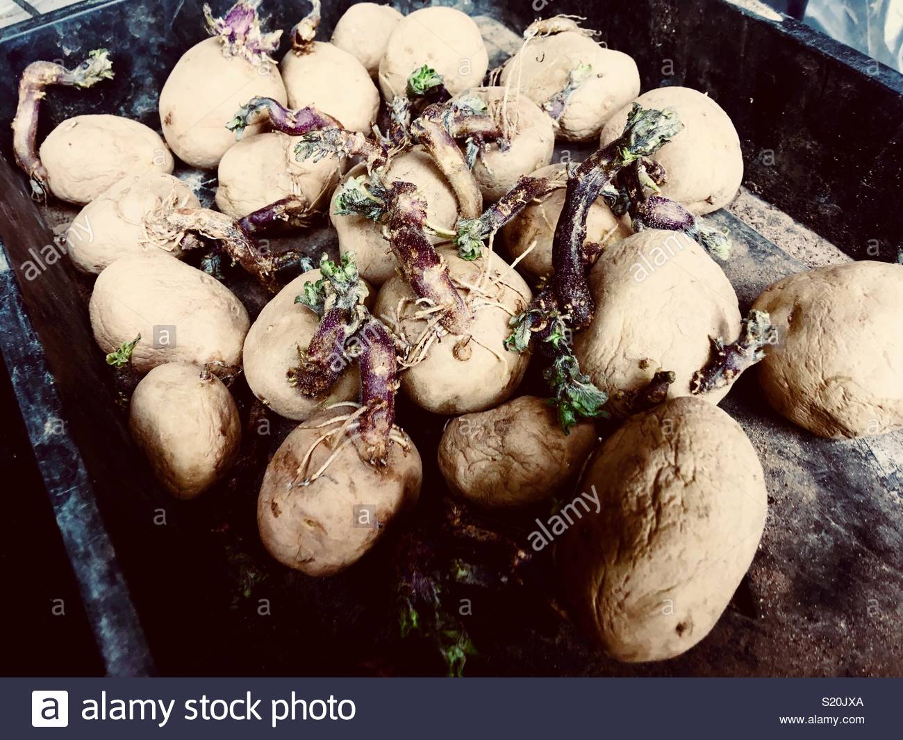 Chitting Potato Tray Stock Photos & Chitting Potato Tray Stock Images ...