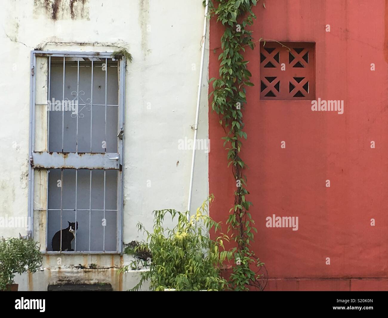 Cat in the alley hi-res stock photography and images - Alamy