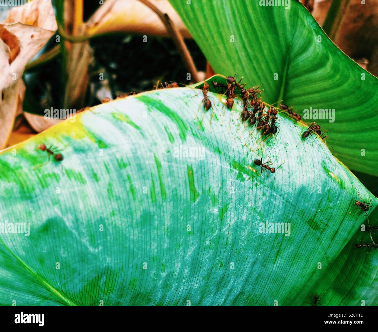 Ants colony hi-res stock photography and images - Alamy
