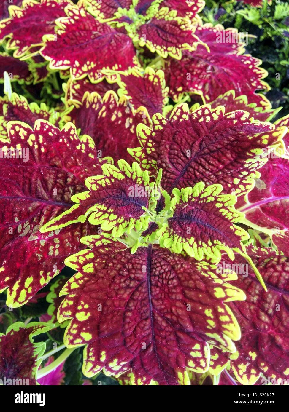 Coleus as houseplant hi-res stock photography and images - Alamy