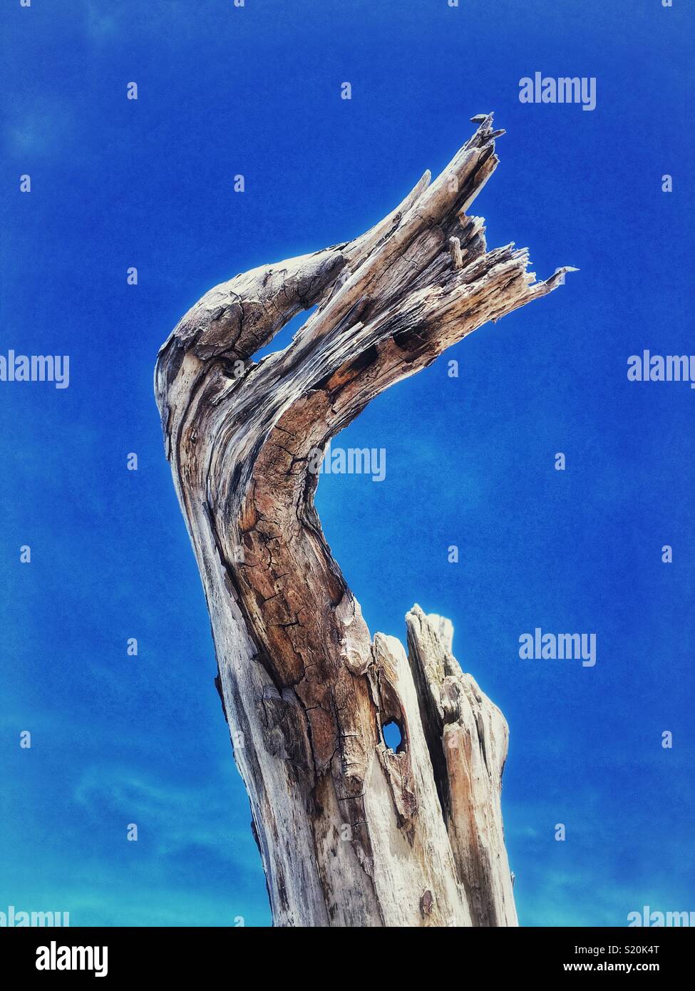 Dead trunk hi-res stock photography and images - Alamy