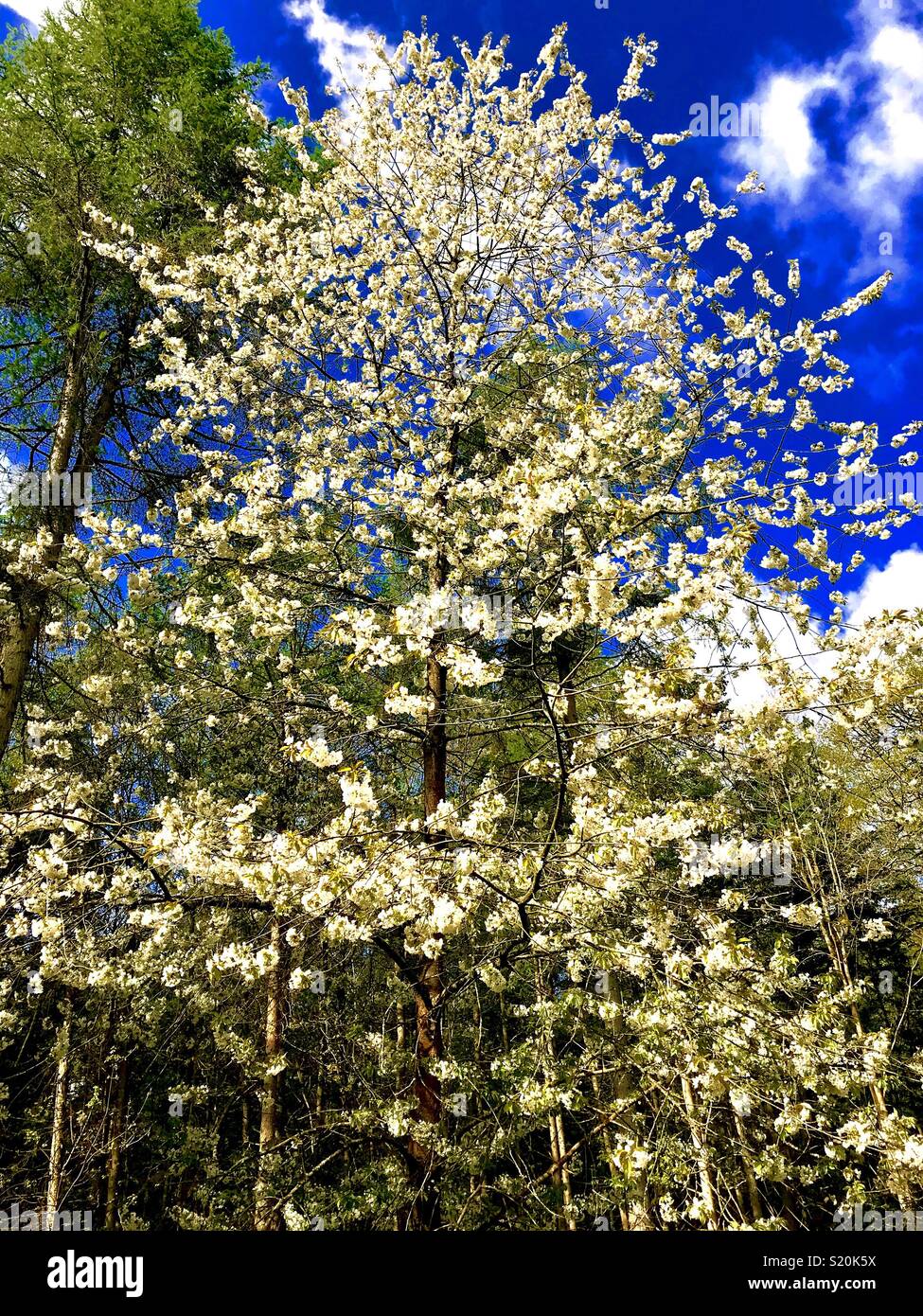 Blooming tree in the forest Stock Photo - Alamy