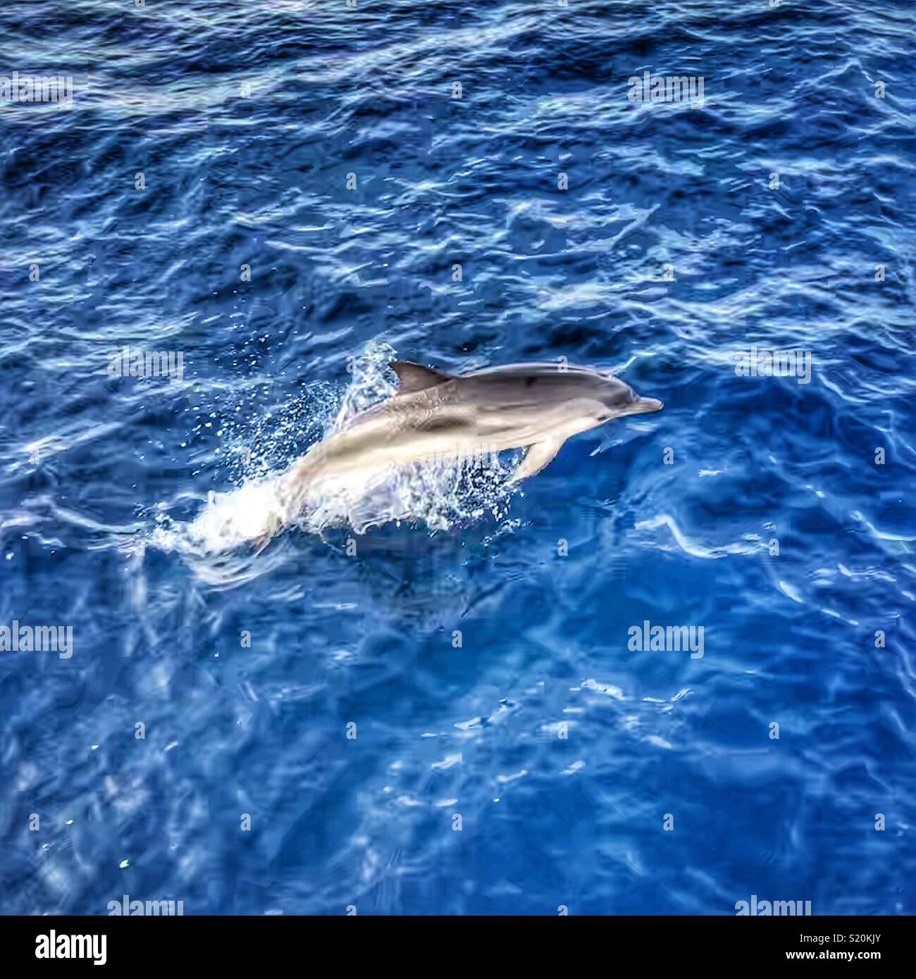 Dolphin Out Of Water High Resolution Stock Photography and Images - Alamy