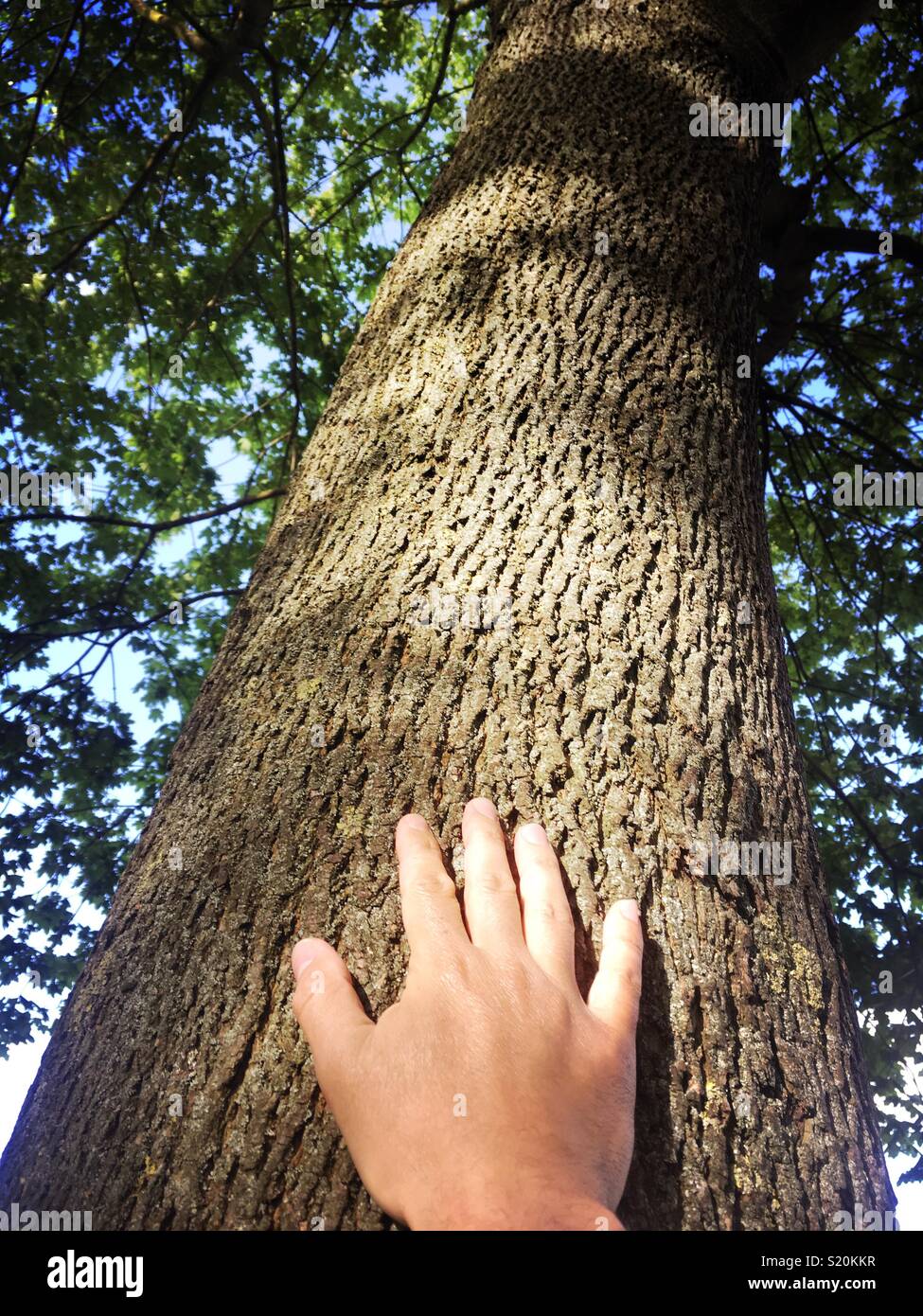Hand of a person touching a giant tree Stock Photo - Alamy