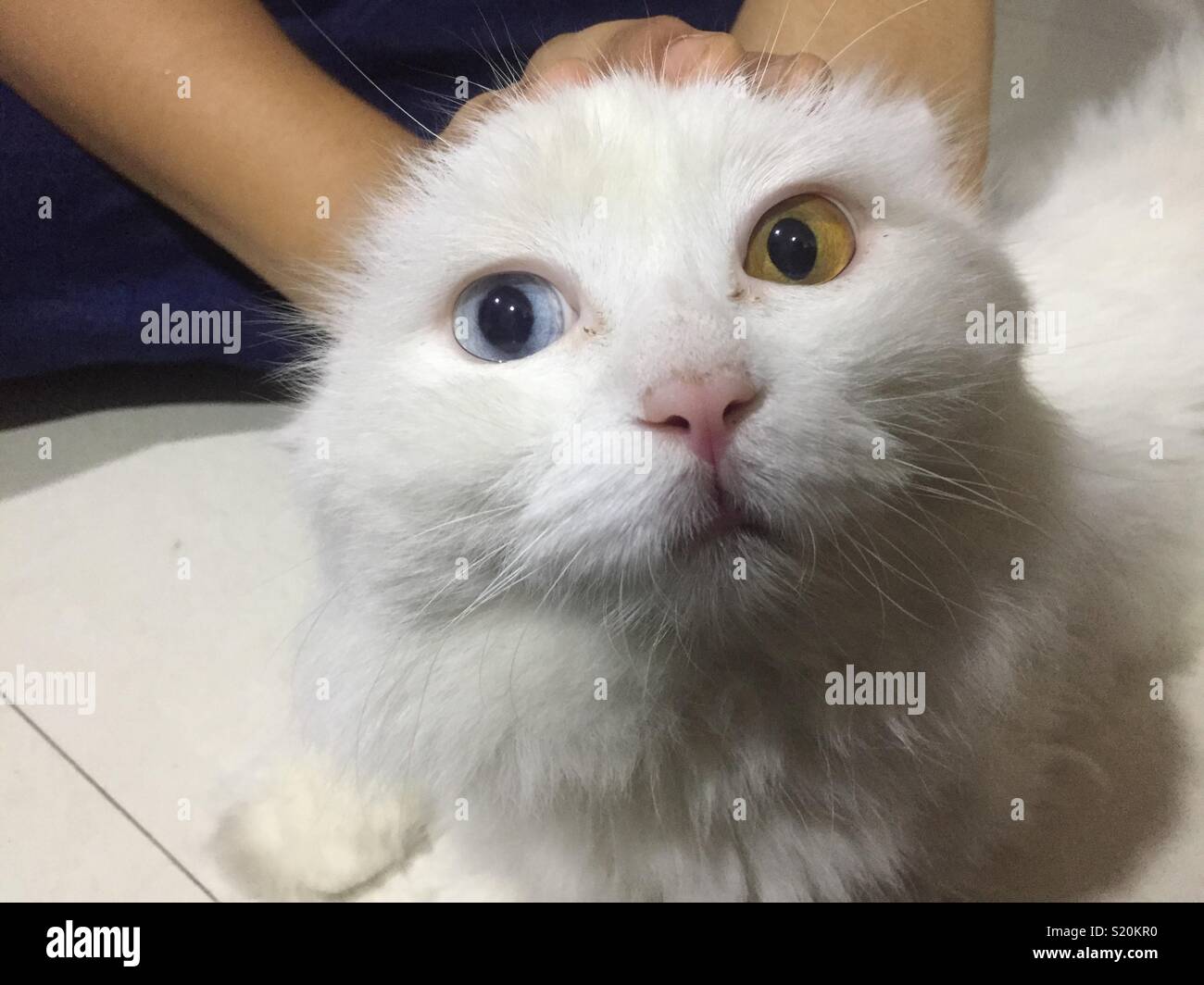 Cat with two different color eye Stock Photo - Alamy