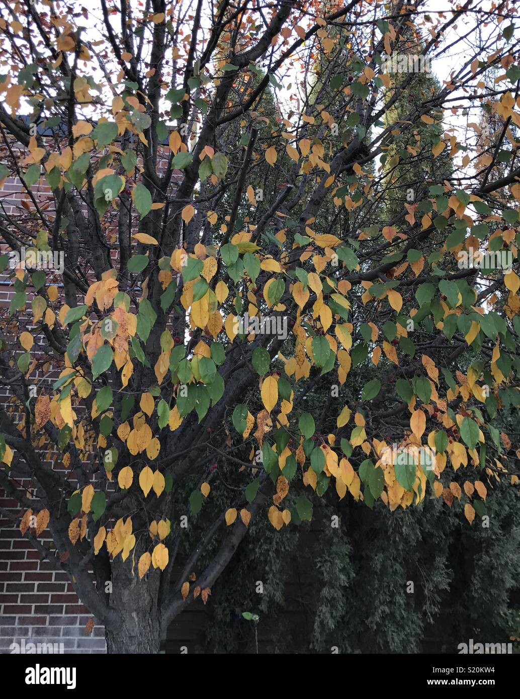 Fall leaves and tree hi-res stock photography and images - Alamy
