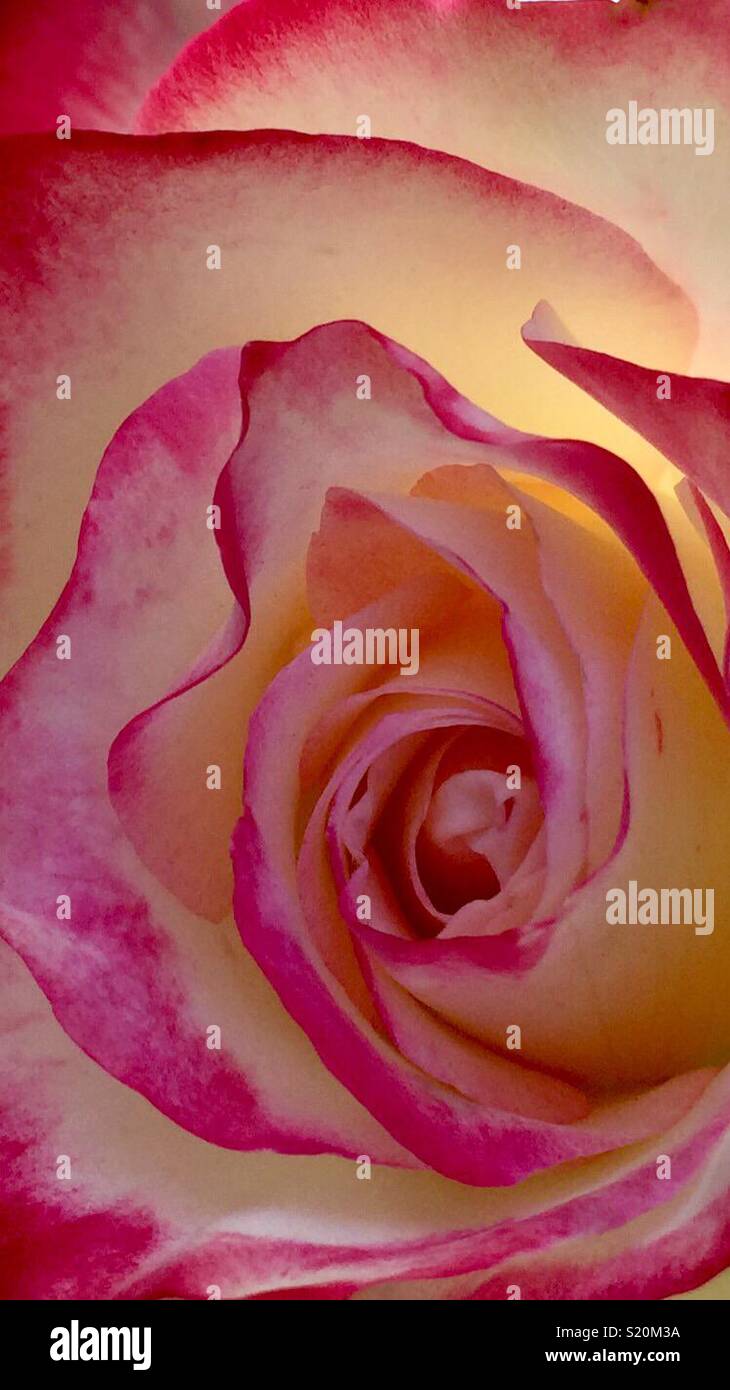 Perfect rose hi-res stock photography and images - Alamy