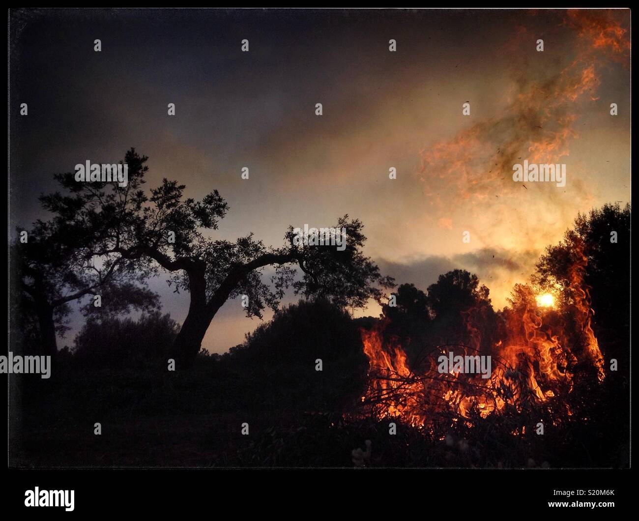 Olive grove fire hi-res stock photography and images - Alamy