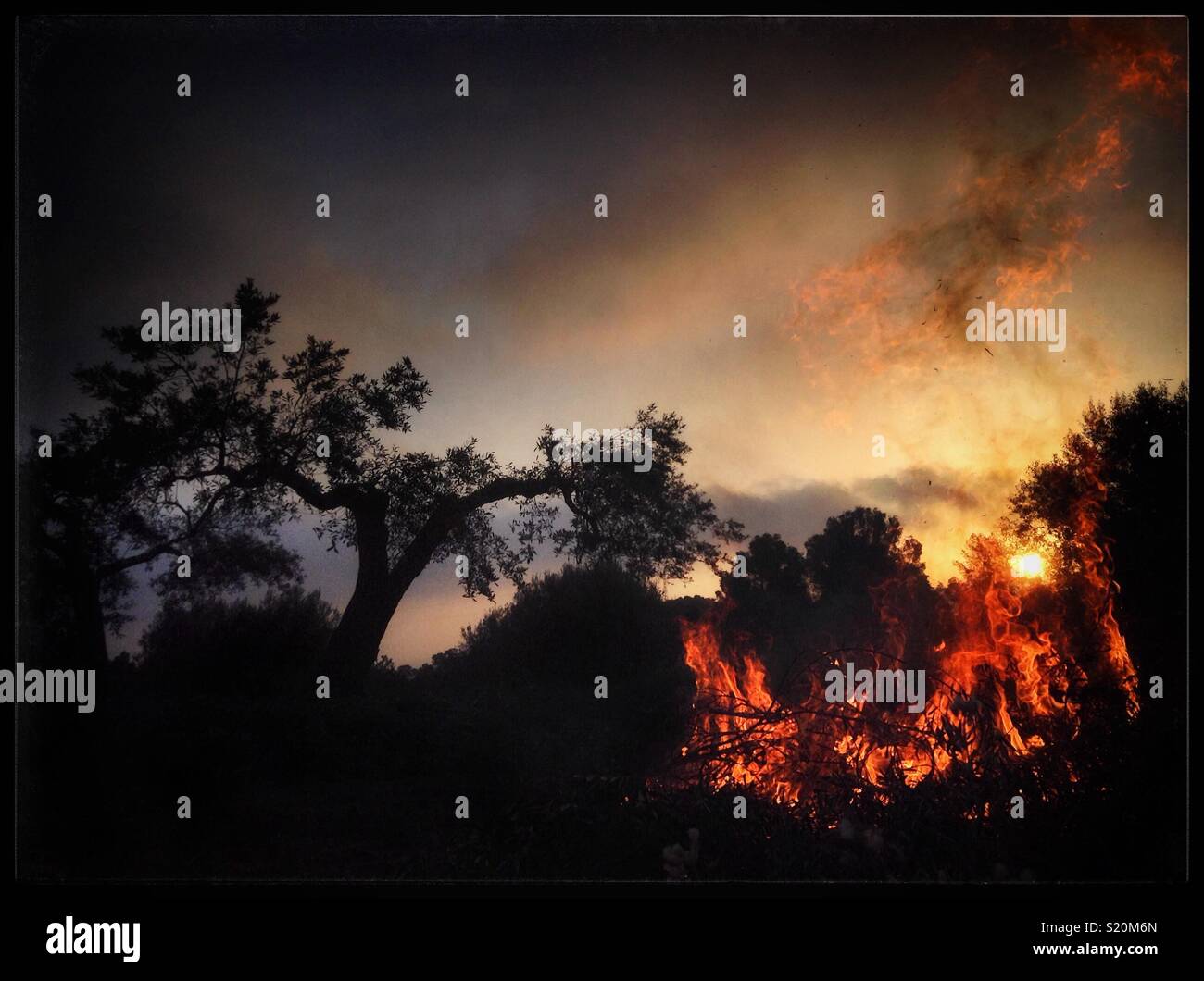 Olive grove fire hi-res stock photography and images - Alamy
