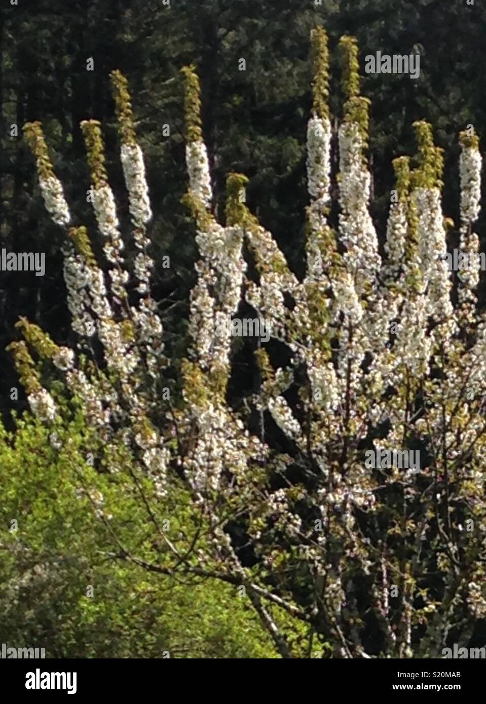 Budding Tree High Resolution Stock Photography and Images - Alamy