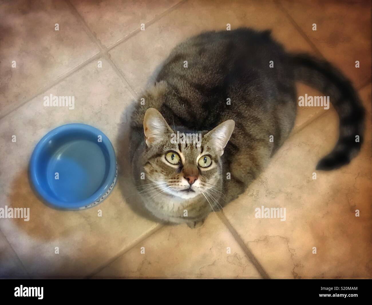 Tabby cat waiting by her empty bowl to be fed Stock Photo - Alamy