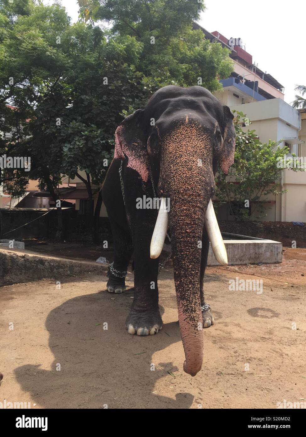 Pooram elephant hi-res stock photography and images - Alamy