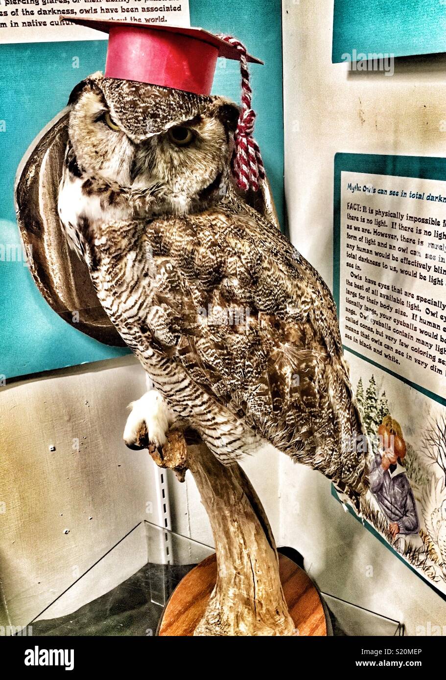 Owl wearing graduation cap hi-res stock photography and images - Alamy