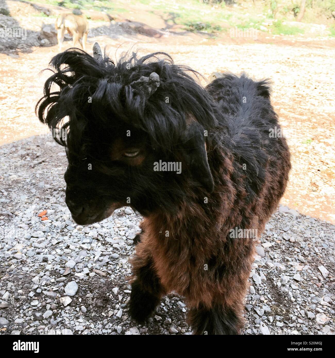 Changthangi hi-res stock photography and images - Alamy