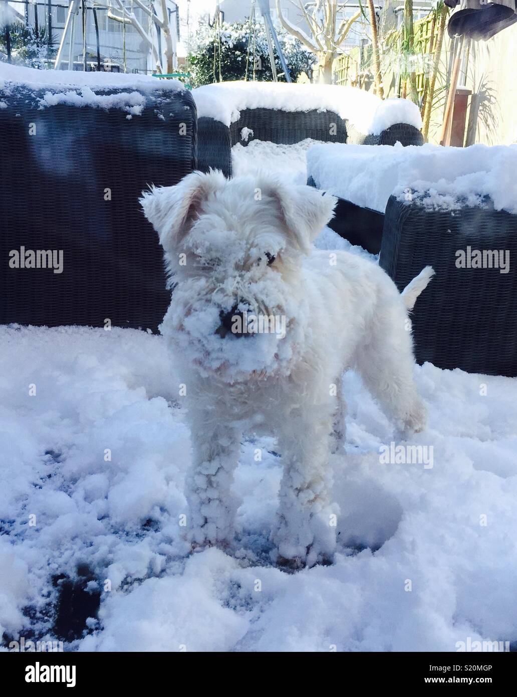 Schnauzer dog snow hi-res stock photography and images - Alamy