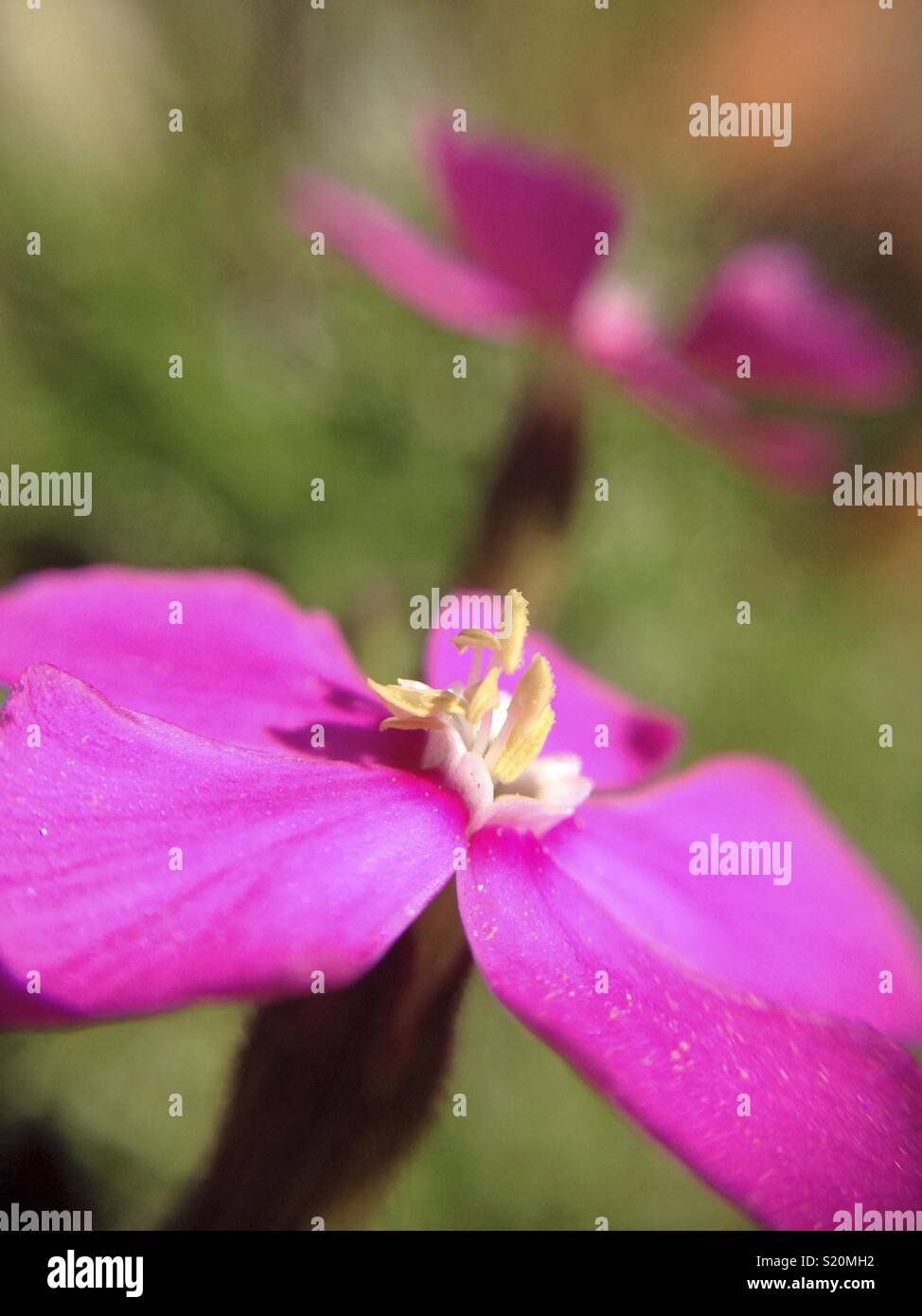 Silene pink blooms flower hi-res stock photography and images - Alamy