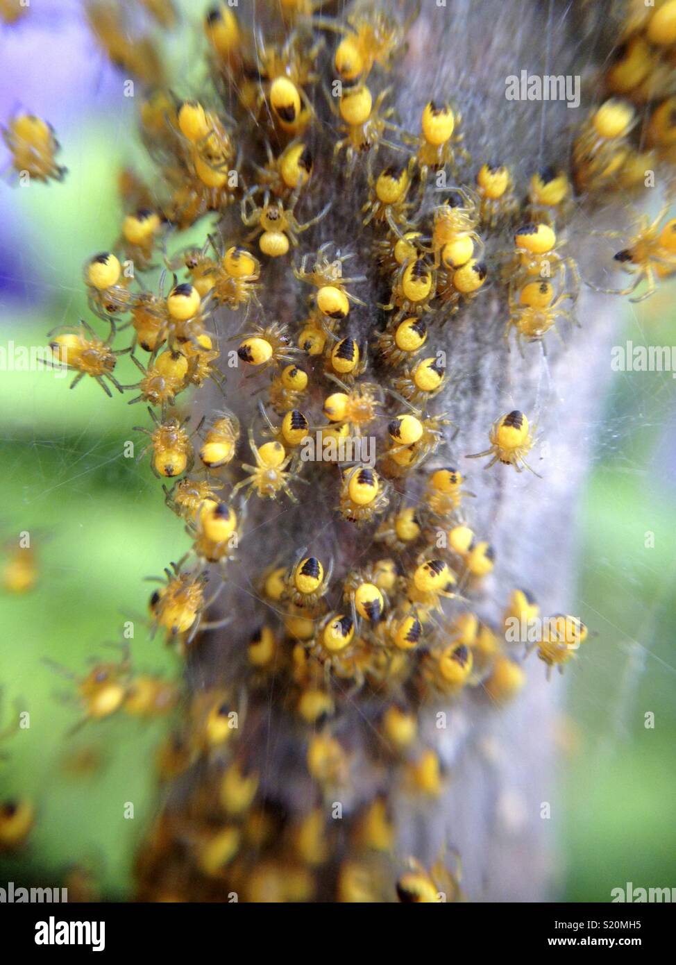Spiders hatch hi-res stock photography and images - Alamy