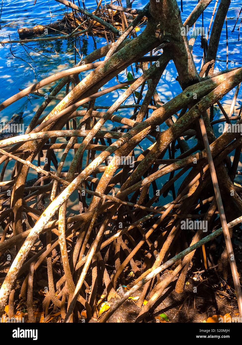 Roots near the water Stock Photo - Alamy
