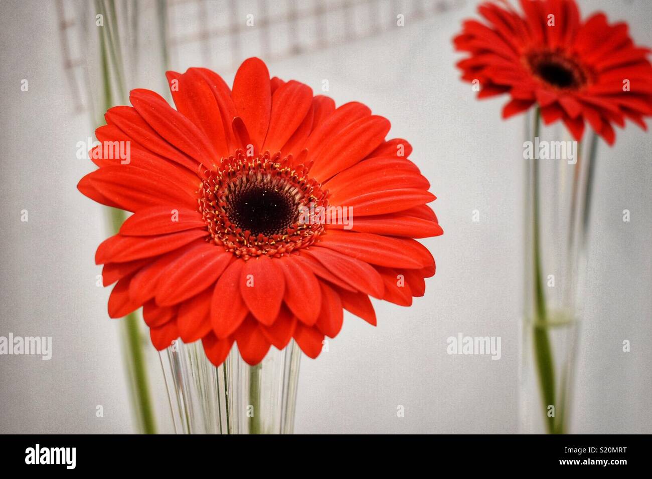 Red gerbera petals hi-res stock photography and images - Alamy