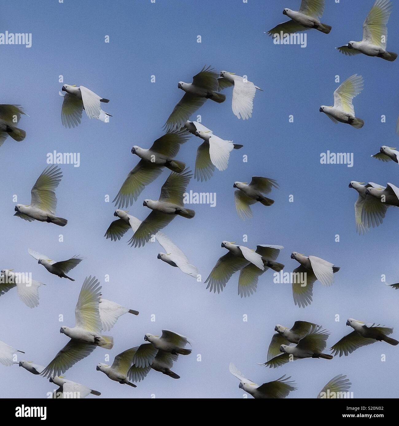 A flock of beautiful wild cockatoos fill the blue sky in Tasmania ...