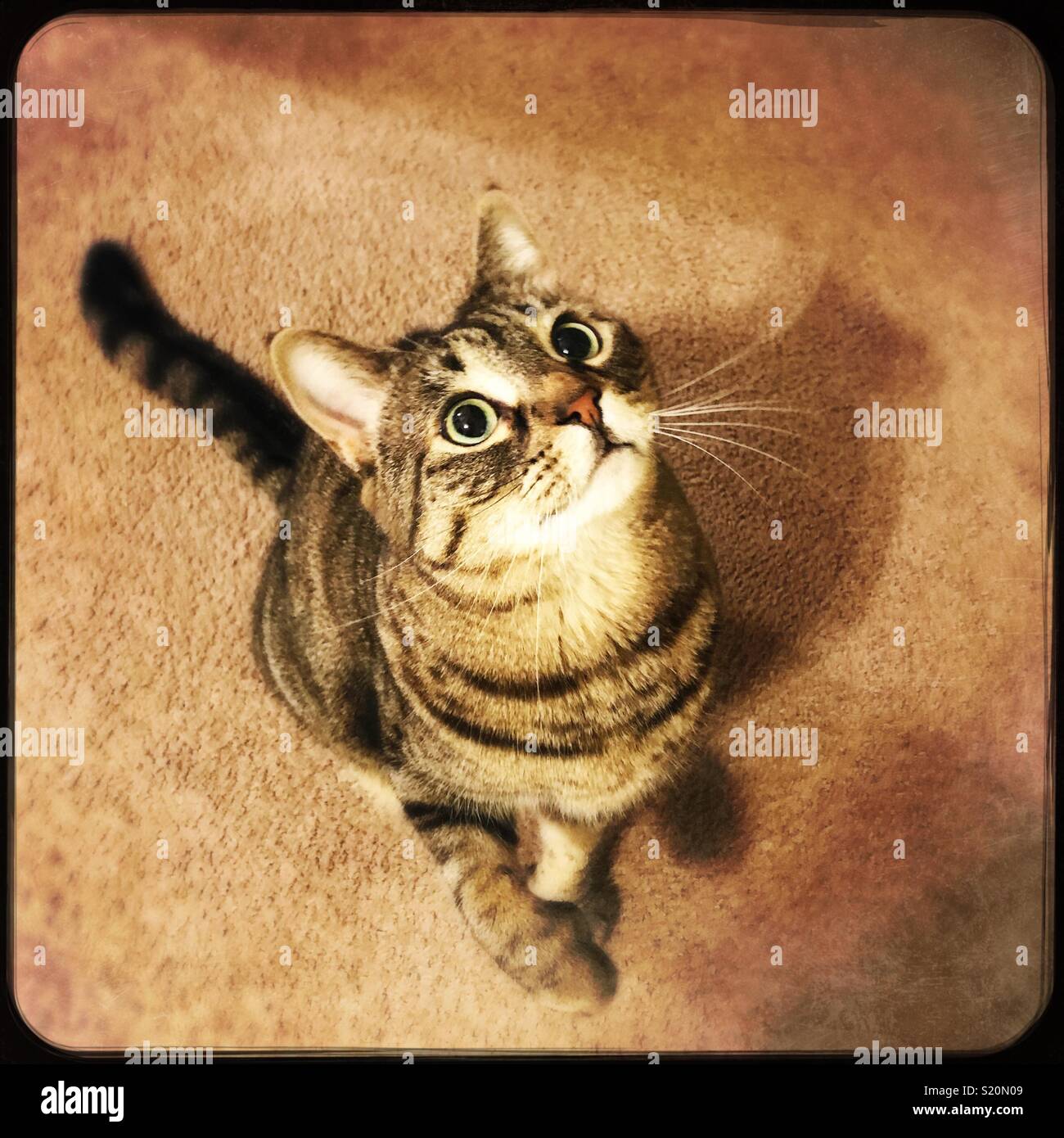 Begging tabby cat hi-res stock photography and images - Alamy