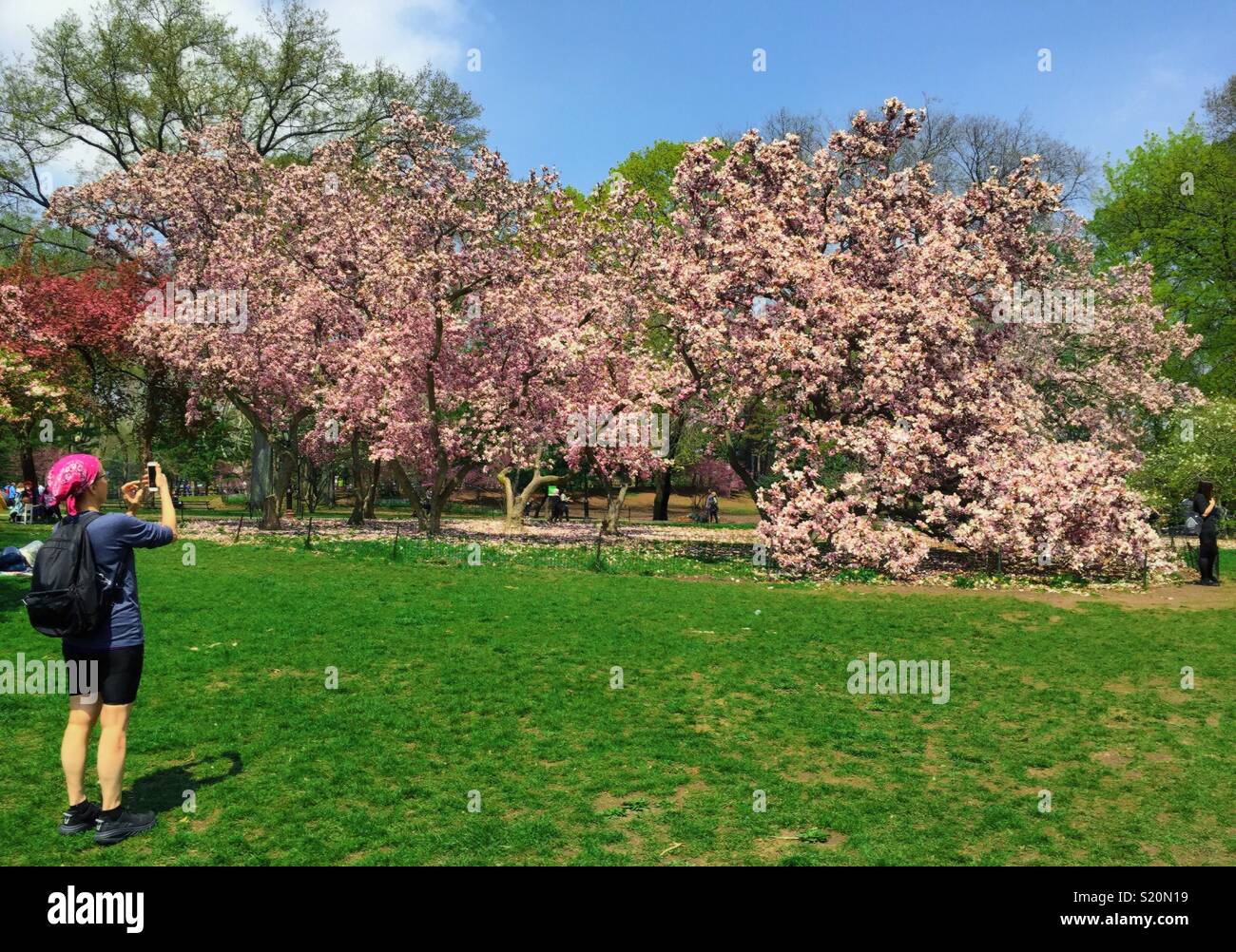 Tourists flock to take pictures of the beautiful flowering trees in ...