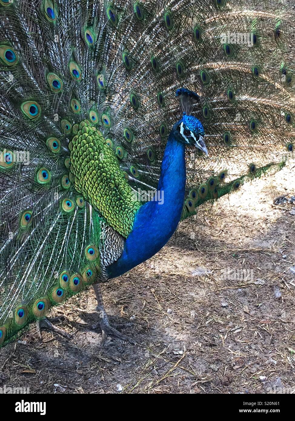 Indian blue peacock hi-res stock photography and images - Alamy