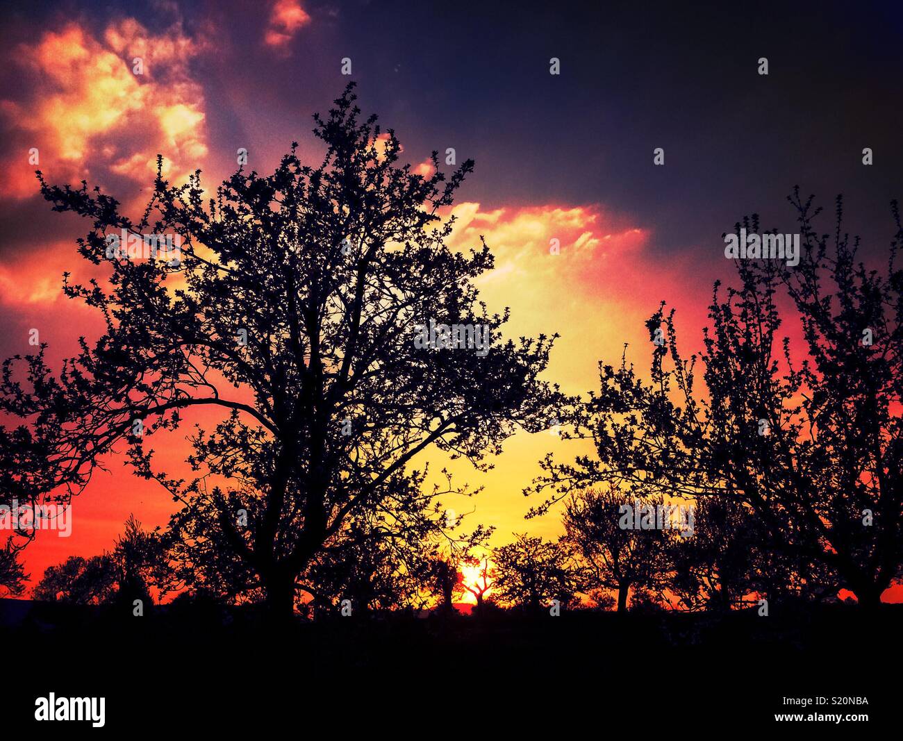 Sunset landscape: silhouetted trees with the sun setting down shining ...