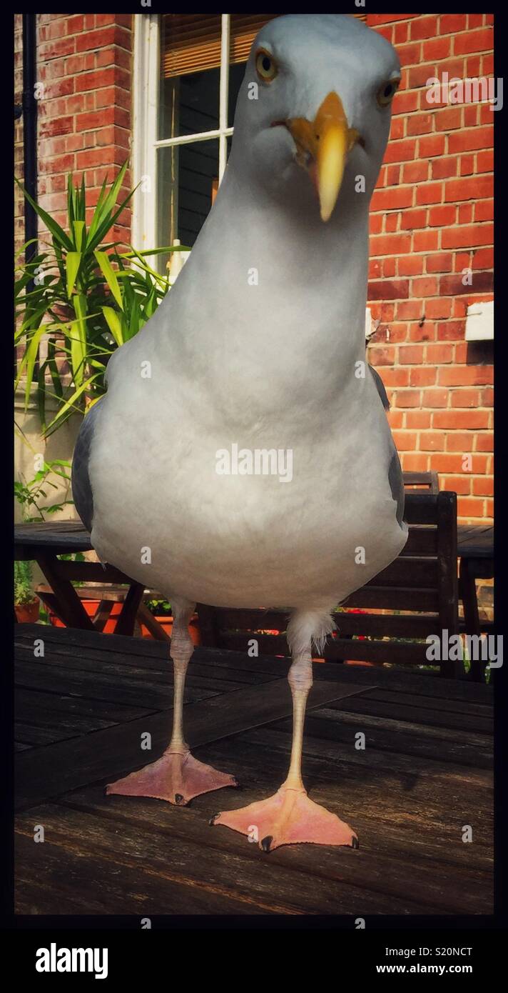 Bold seagull hi-res stock photography and images - Alamy