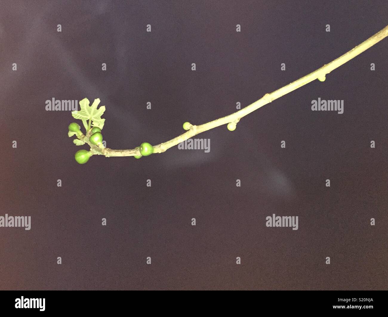 Young fig fruit hi-res stock photography and images - Alamy