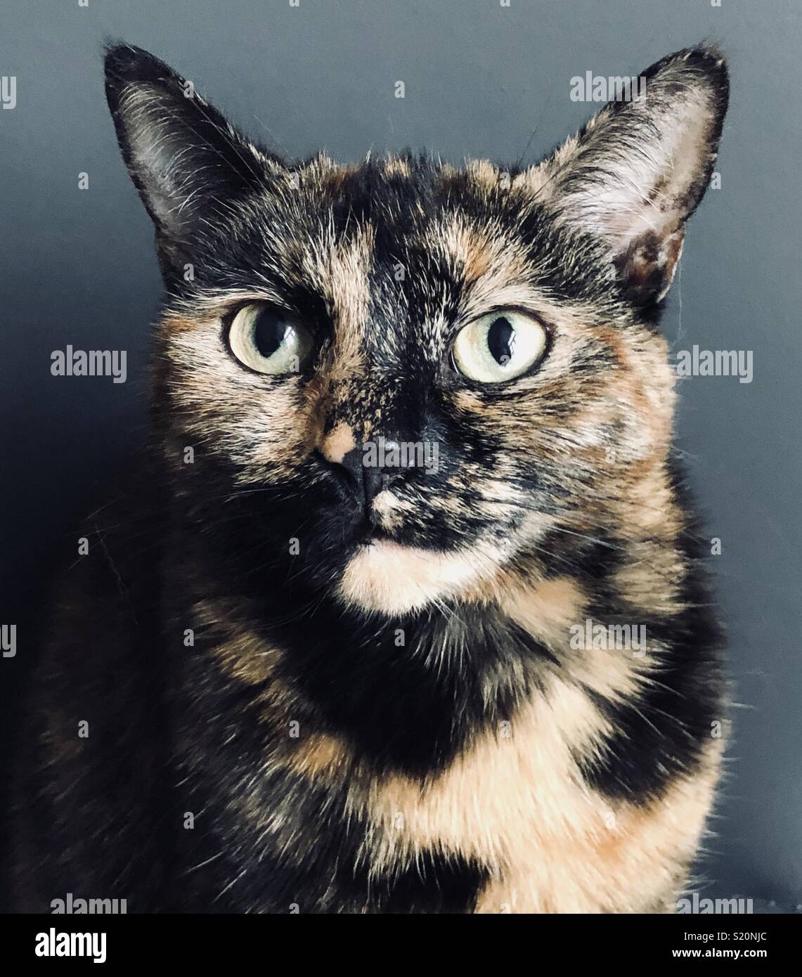 Portrait female cat hi-res stock photography and images - Alamy