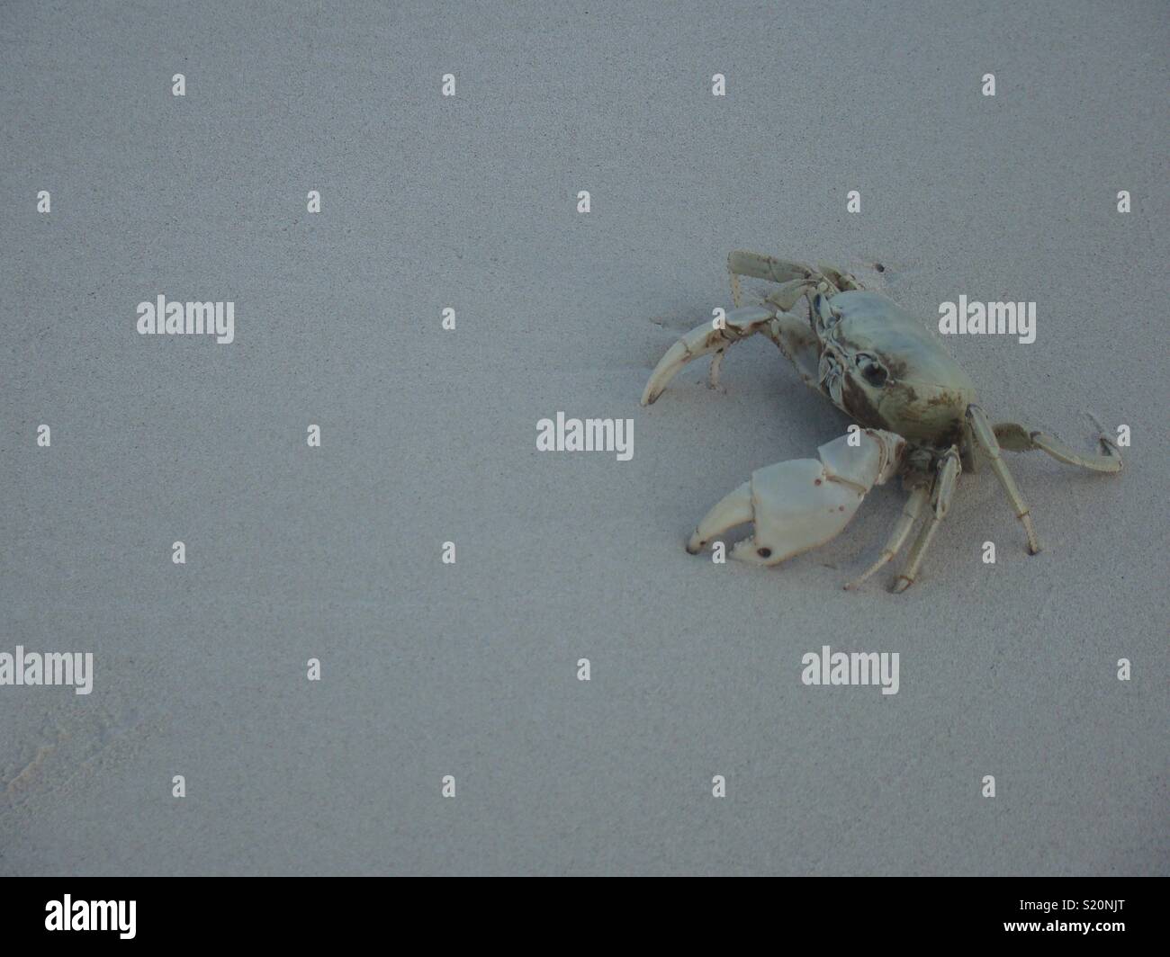 Crab colored sand on Bay Island Roatan Beach Stock Photo - Alamy