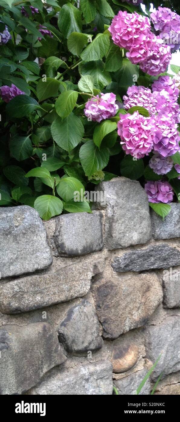 Old stone wall with pink flowers Stock Photo - Alamy