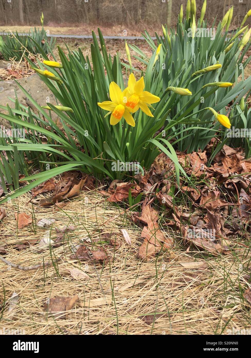 First daffodil of spring Stock Photo - Alamy