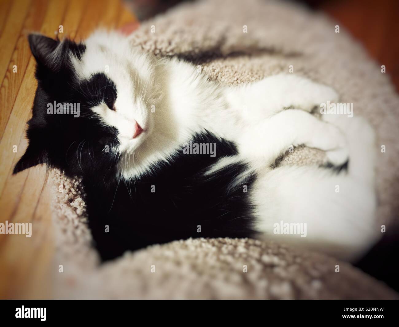 Lazy white cat hi-res stock photography and images - Alamy