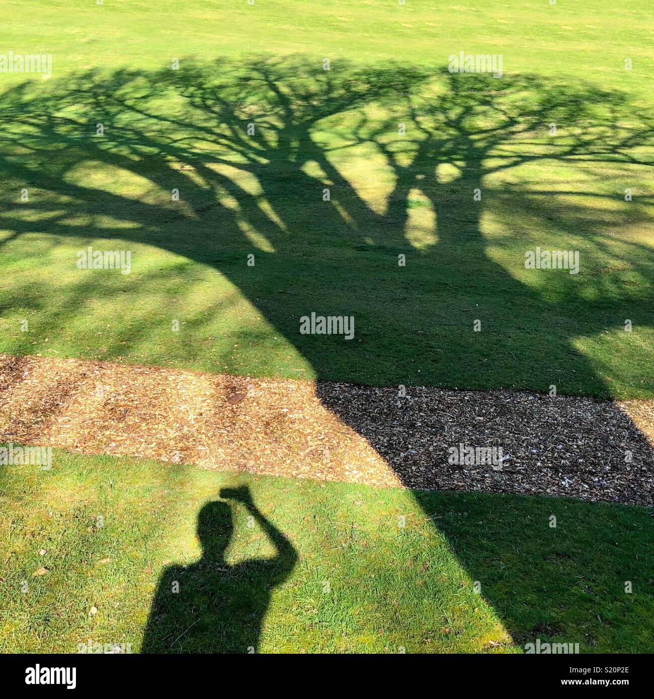 Silhouette shadow of an oak tree on green grass and the shadow of a ...